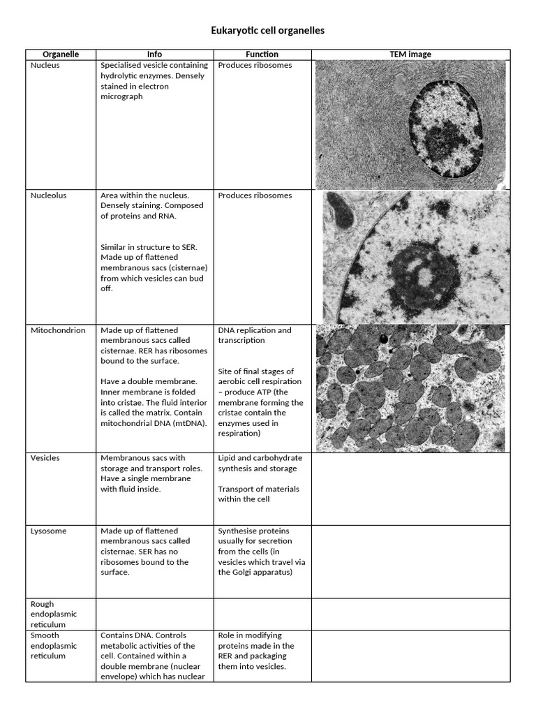 1b. Eukaryotic cell organelles matching task 2024 | PDF | Endoplasmic ...