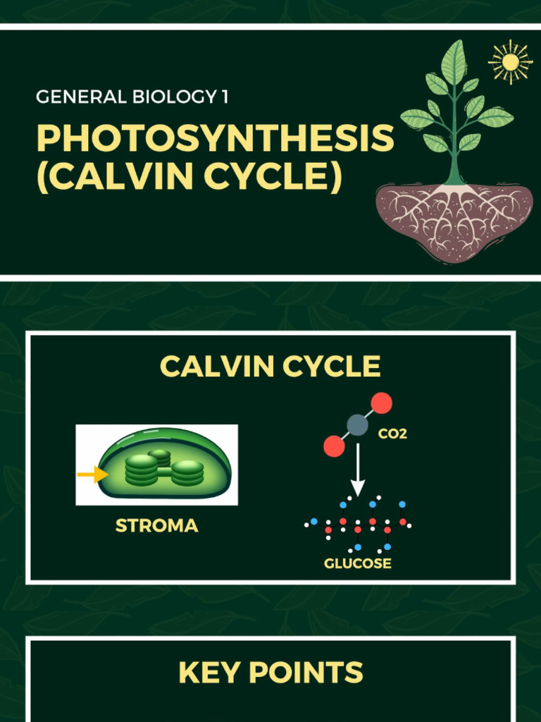 Gen Bio Calvin Cycle | PDF