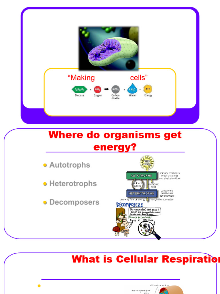 cellular-respiration-lesson | PDF | Cellular Respiration | Adenosine ...