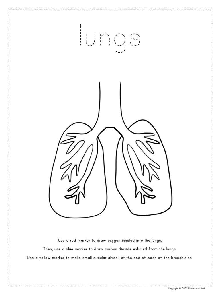 Lung Function Drawing Activity | PDF