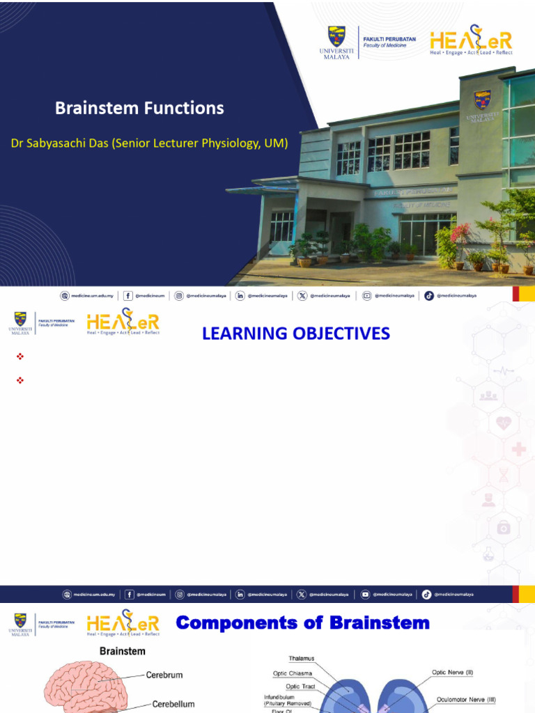 2024 - Brainstem Function | PDF | Brainstem | Exhalation