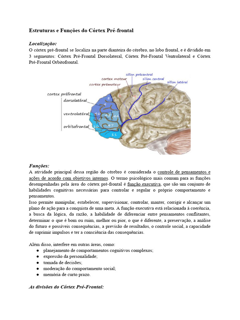 Estruturas e Funções do Córtex Pré-frontal | PDF | Córtex pré-frontal ...