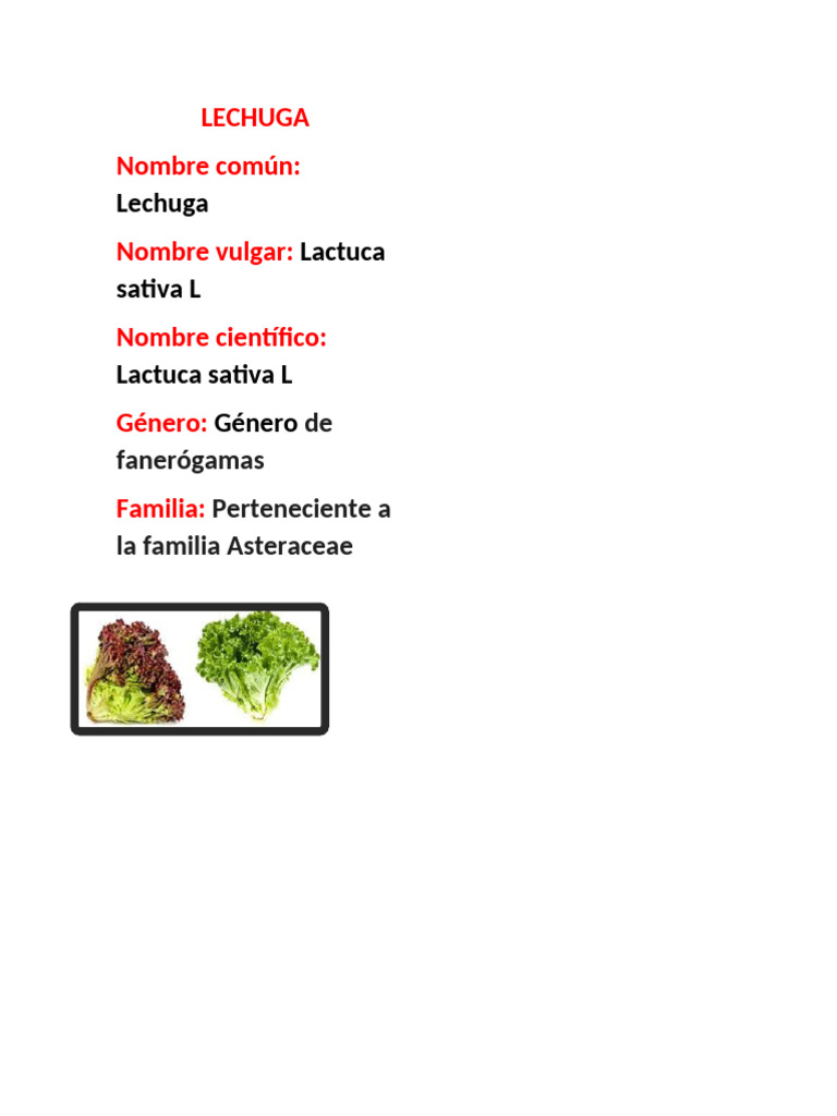 Información Básica sobre Lechuga | PDF
