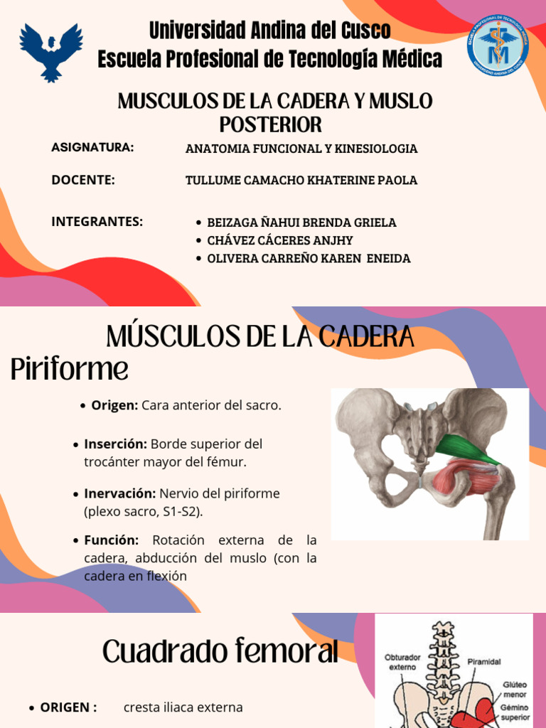 MUSCULOS DE CADERA Y MUSLO POSTERIOR | PDF | Anatomía del miembro ...