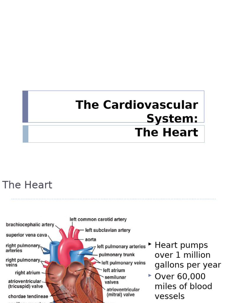 Heart | PDF | Heart Valve | Heart