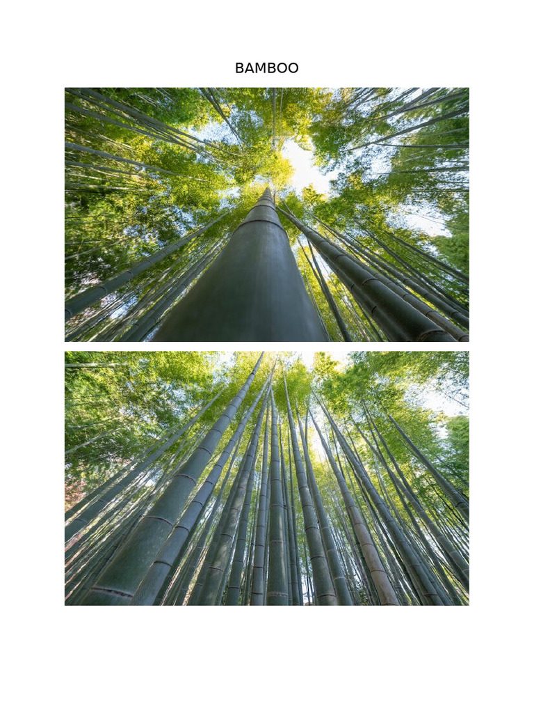 BAMBOOS | PDF