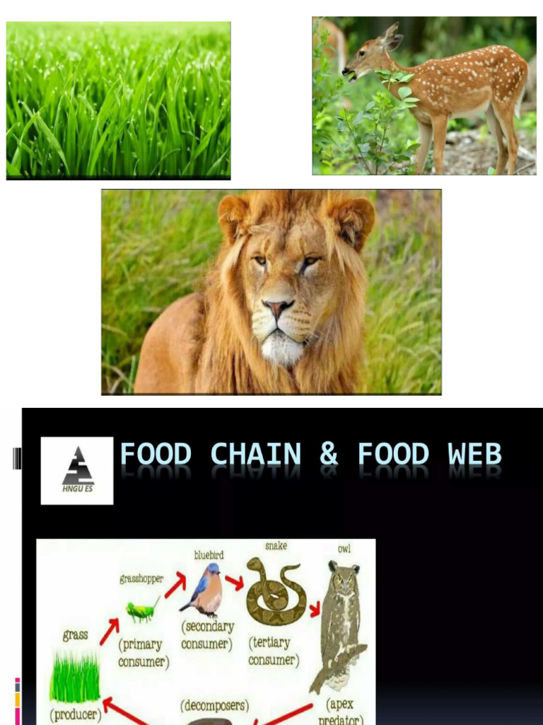 Grade-7 Q2 Food Chain and Food Web | PDF