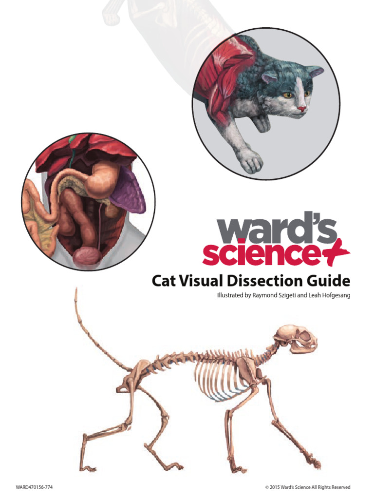 Cat Anatomy Visual Dissection Guide | PDF | Vein | Common Carotid Artery