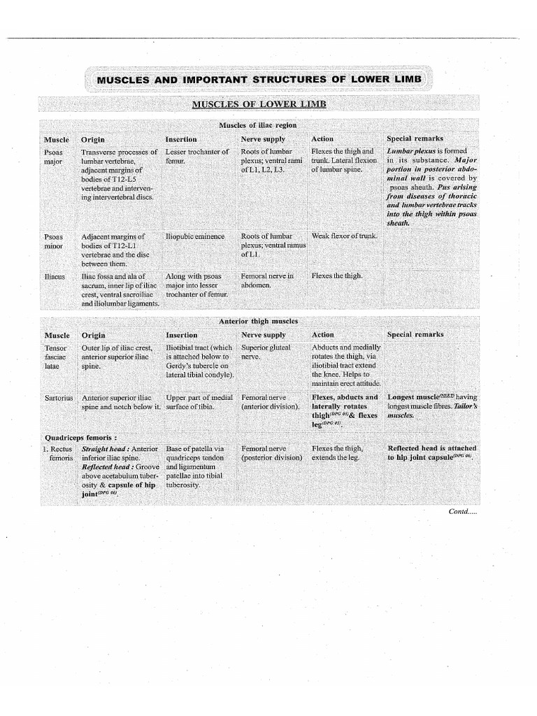 Anatomy Muscles & Important Structures of Lower Limb | PDF