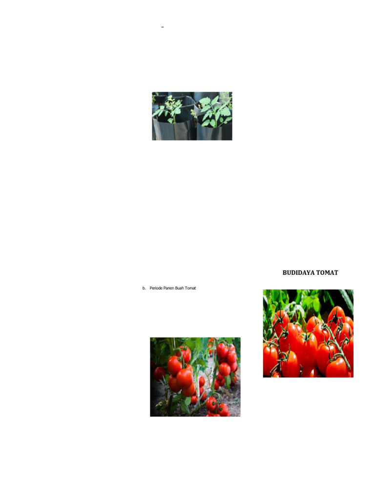 Budidaya Tomat | PDF