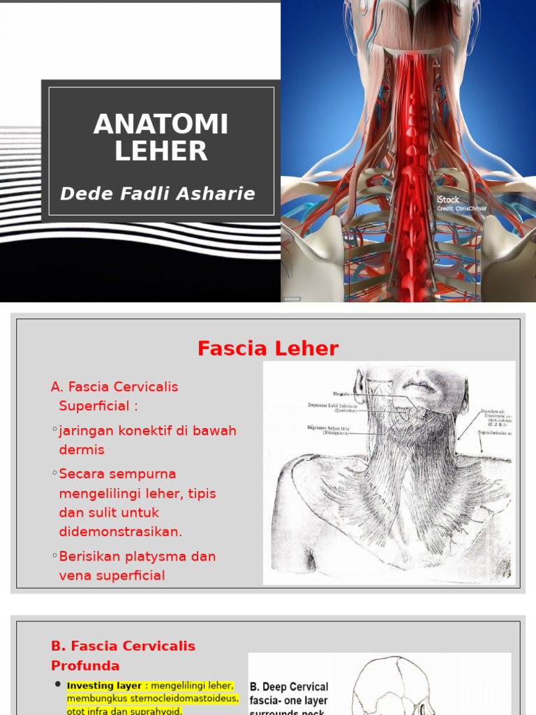 Anatomi Leher (KP 29,30) | PDF