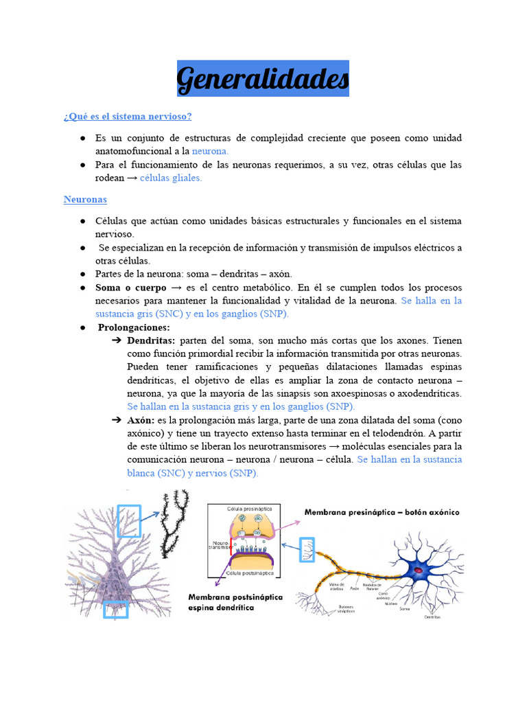 Neuro 1- Generalidades de neuroanatomía | PDF | Sinapsis | Sistema nervioso