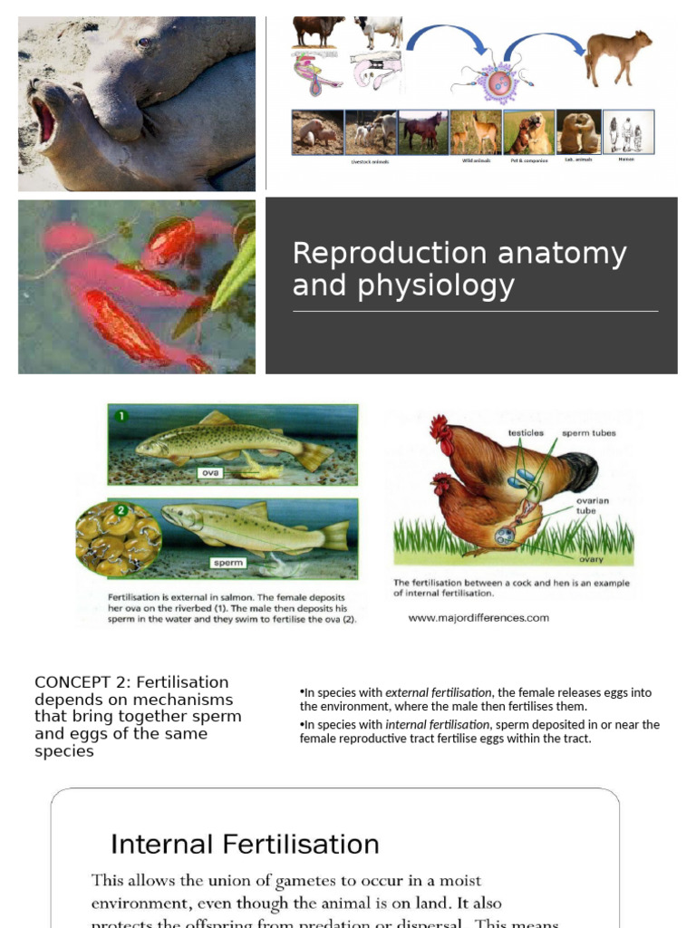Reproduction Lecture 2 Pdf Fertilisation Testicle
