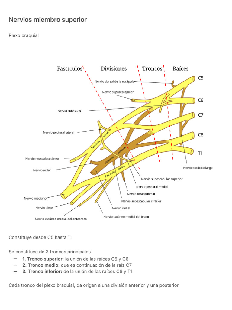 Anatomía y Lesiones del Plexo Braquial | PDF | Mano | Tejido suave