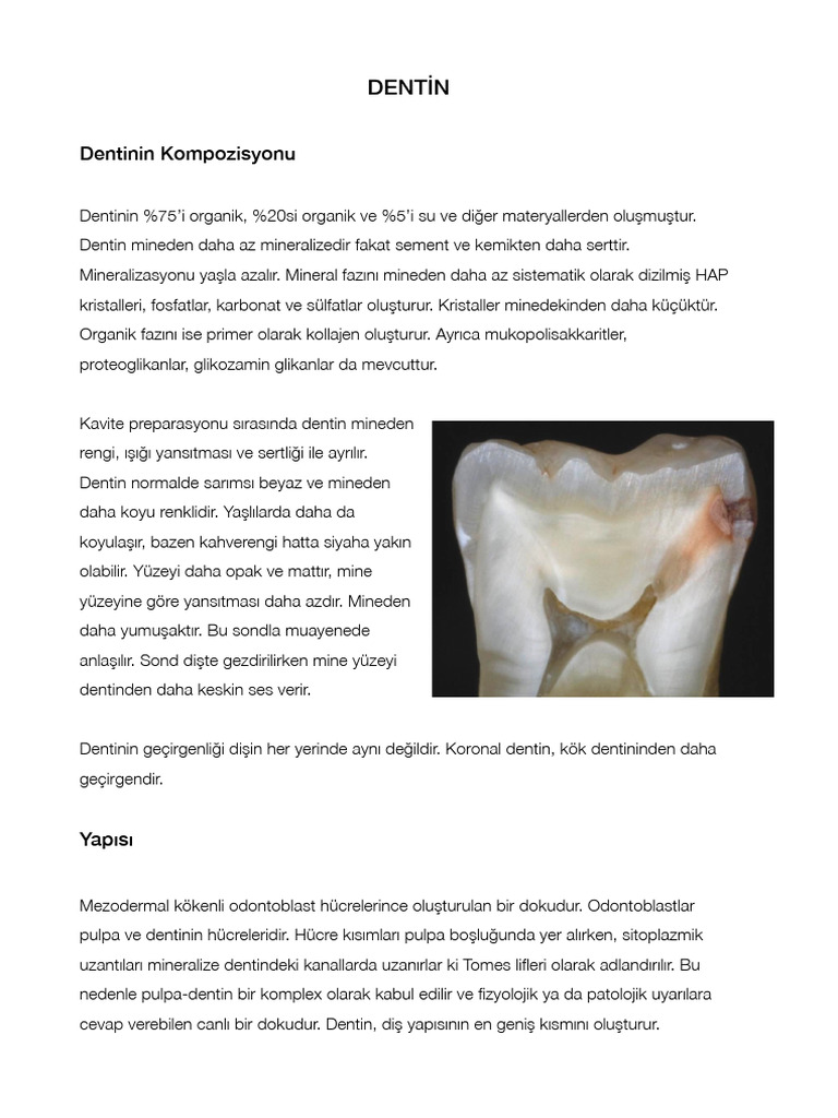 Dentin | PDF