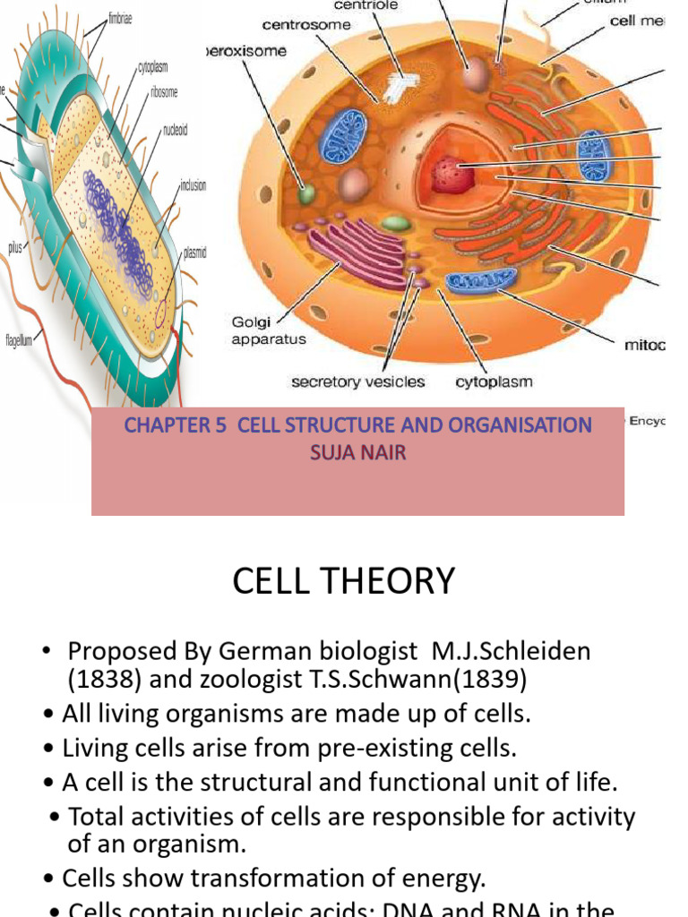 Cell Structure and Organisation Class 11 | PDF | Endoplasmic Reticulum ...