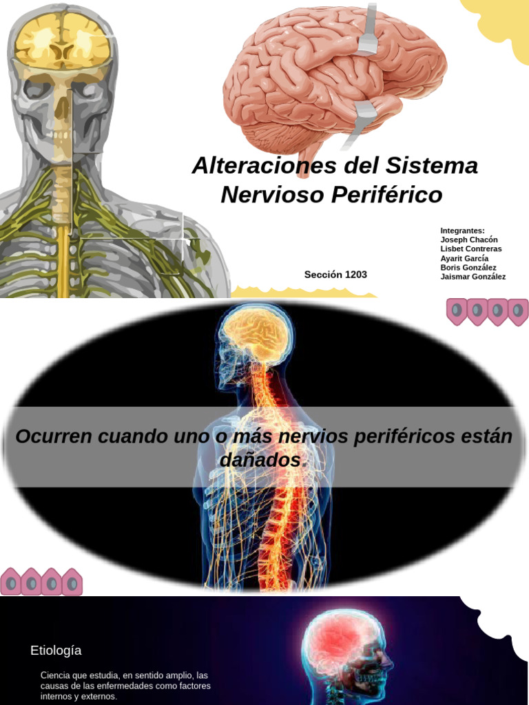 Exposición de Sistema Nervioso Periférico-2 | PDF | Nervio | Enfermedades y trastornos