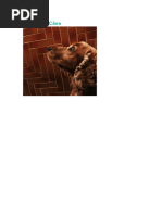 Bula Easotic | PDF | Resistência antimicrobiana | Bactérias