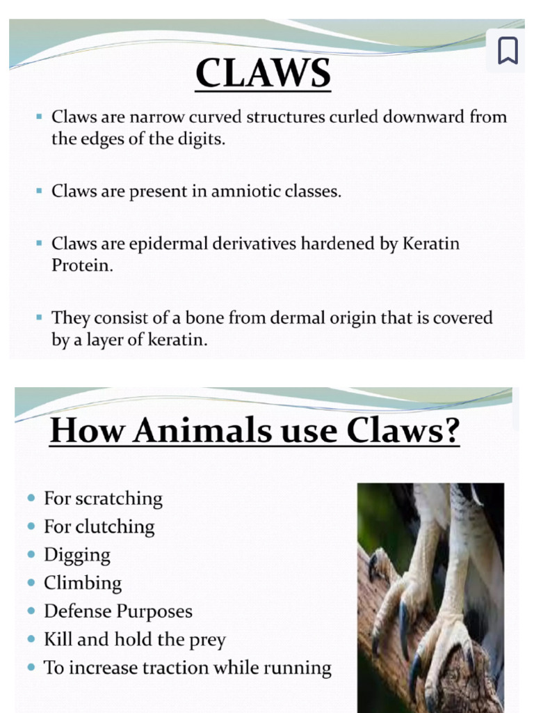 Claws | PDF