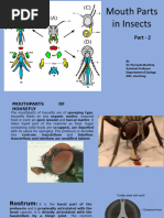 Insect Mouthparts and Their Functions | PDF | Insects | Arthropodology