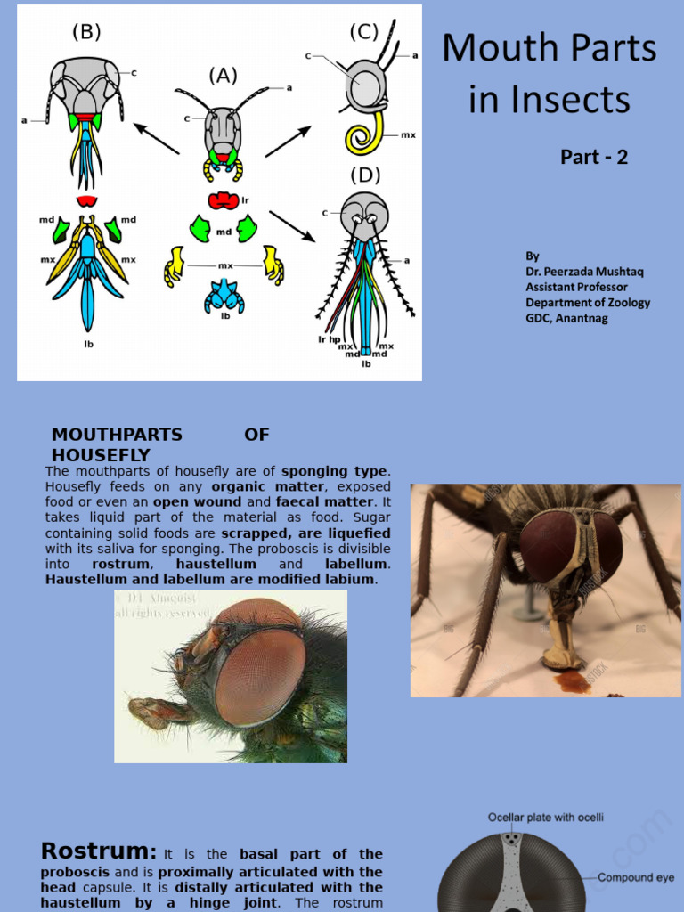 Mouth Parts in Insects 2 | PDF | Arthropods | Arthropodology