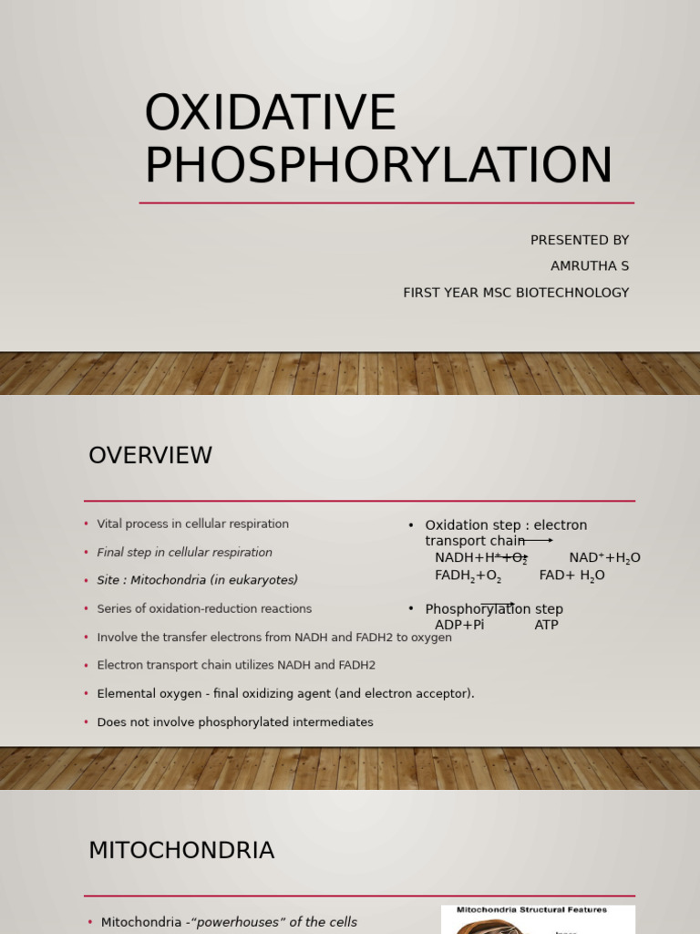Steps of Oxidative Phosphorylation | PDF | Adenosine Triphosphate ...