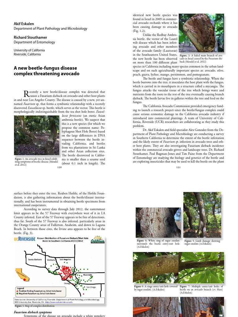 Avocado Threat: New Beetle-Fungus | PDF | Trees | Plants