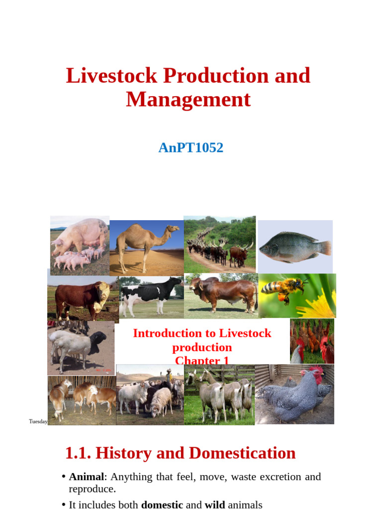 Livestock Production and Management CH 1 | PDF | Livestock | Domestication