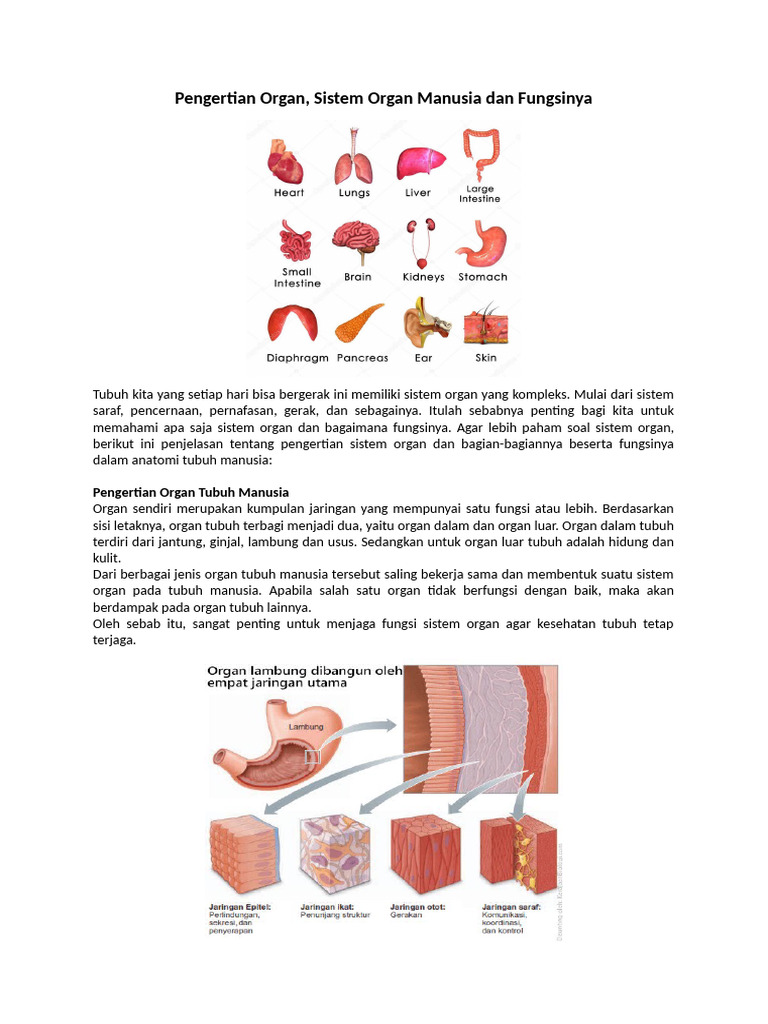 Pengertian Sistem Organ Manusia | PDF