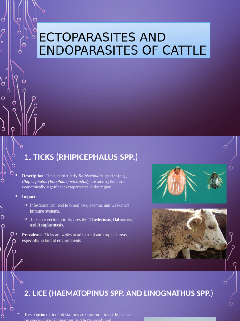 ECTOPARASITES AND ENDOPARASITES OF CATTLE | PDF | Parasitism | Cattle