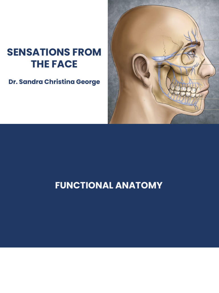 SENSATIONS FROM FACE Student HAndout | PDF
