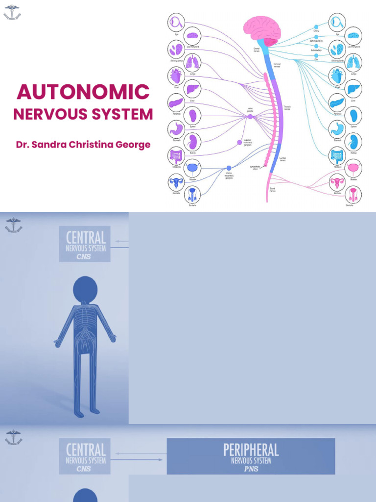ANS Student Handout | PDF | Acetylcholine | Autonomic Nervous System