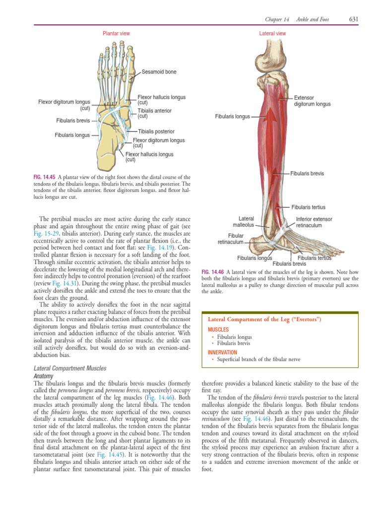 Ankle 3 | PDF | Foot | Human Leg