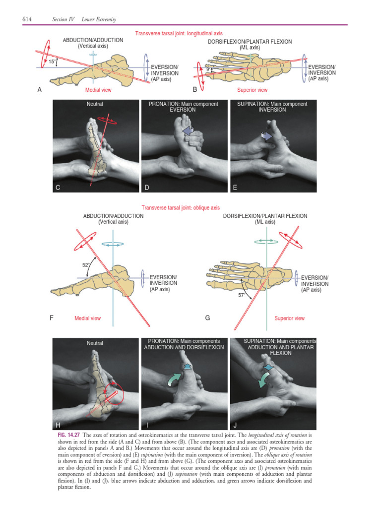 ankle 2 | PDF | Foot | Anatomical Terms Of Motion