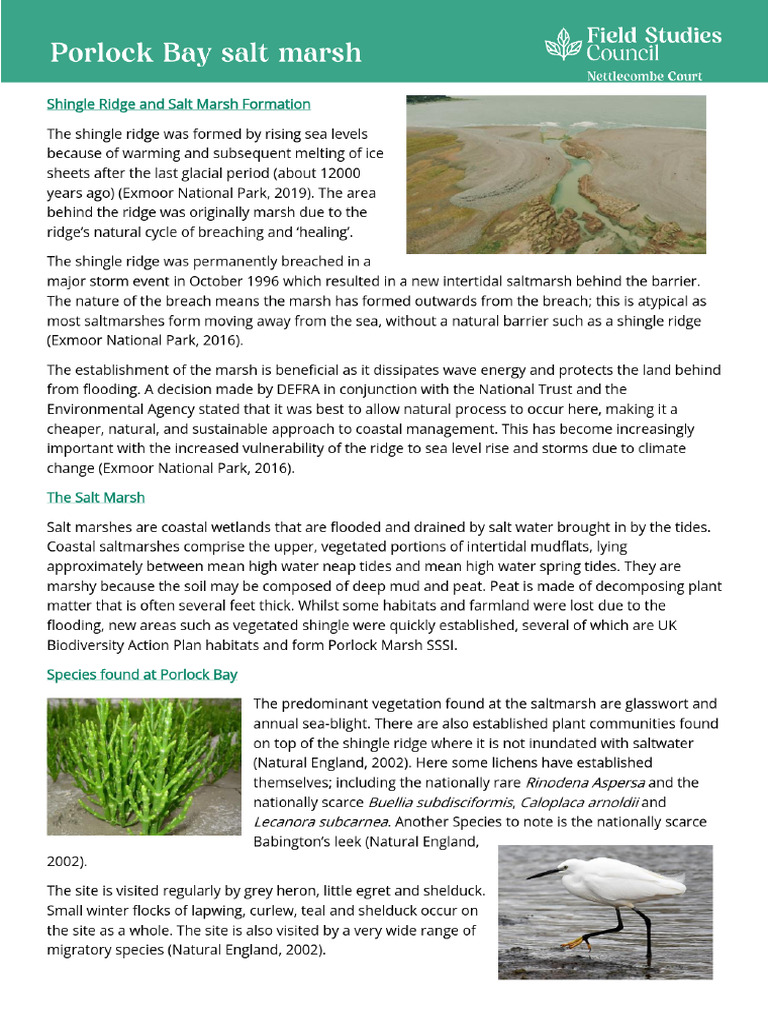 Salt Marsh - Porlock Bay | PDF