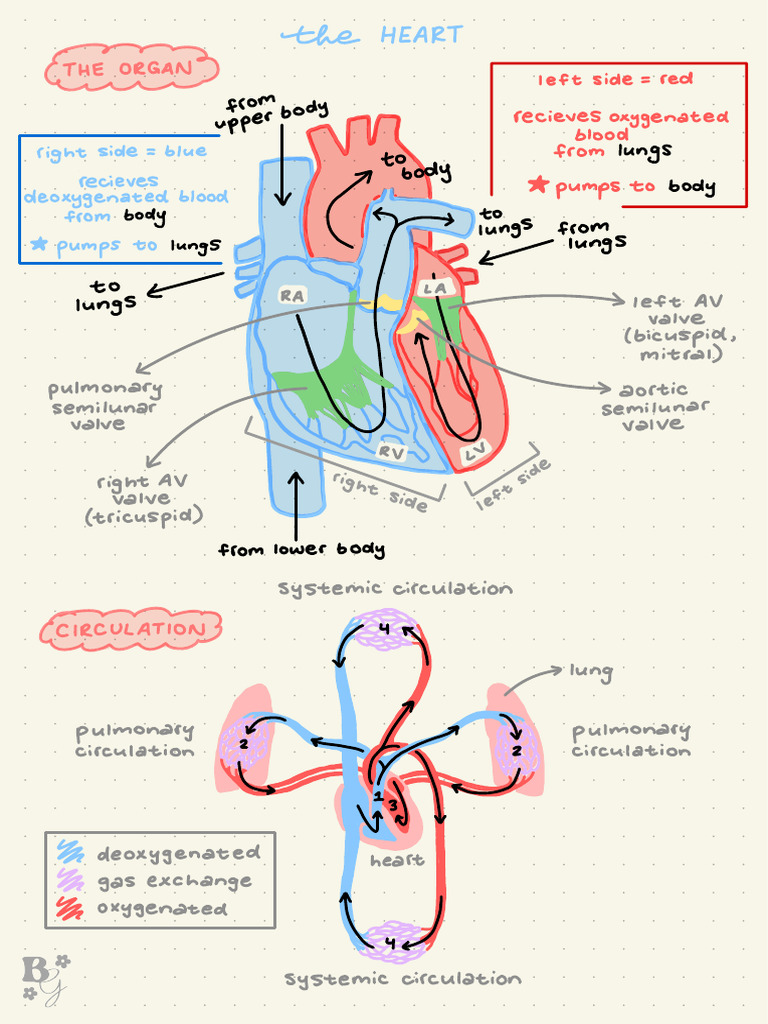 The Heart | PDF | Heart Valve | Heart