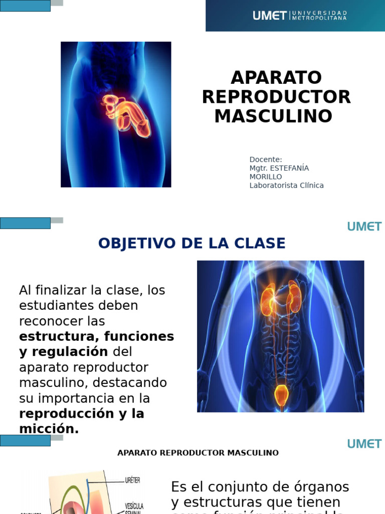 Funciones del Aparato Reproductor Masculino | PDF | Anatomía | Sistema ...