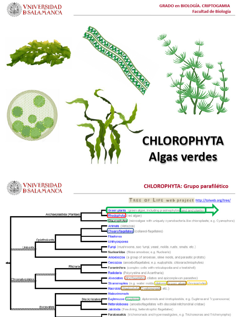 Diversidad y Evolución de Chlorophyta | PDF | Algas | Plantas