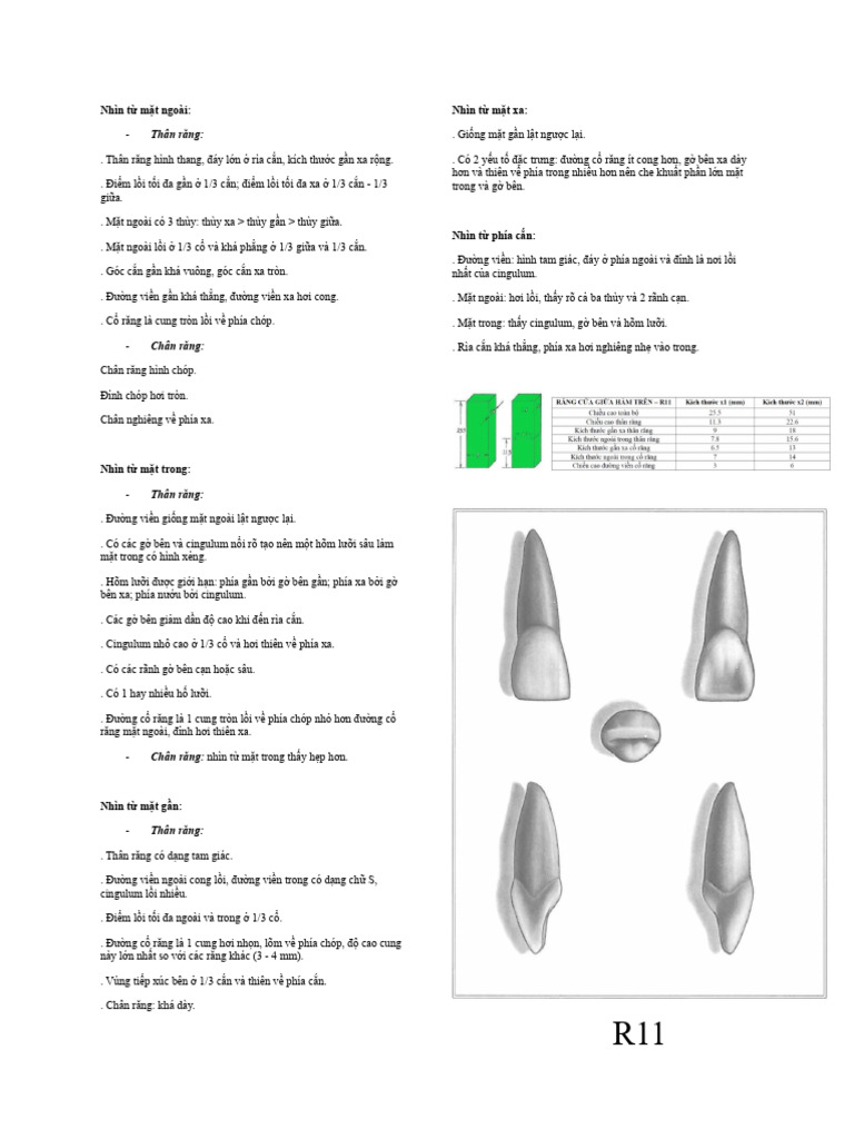 Tom-tat-hinh-thai-R11 | PDF