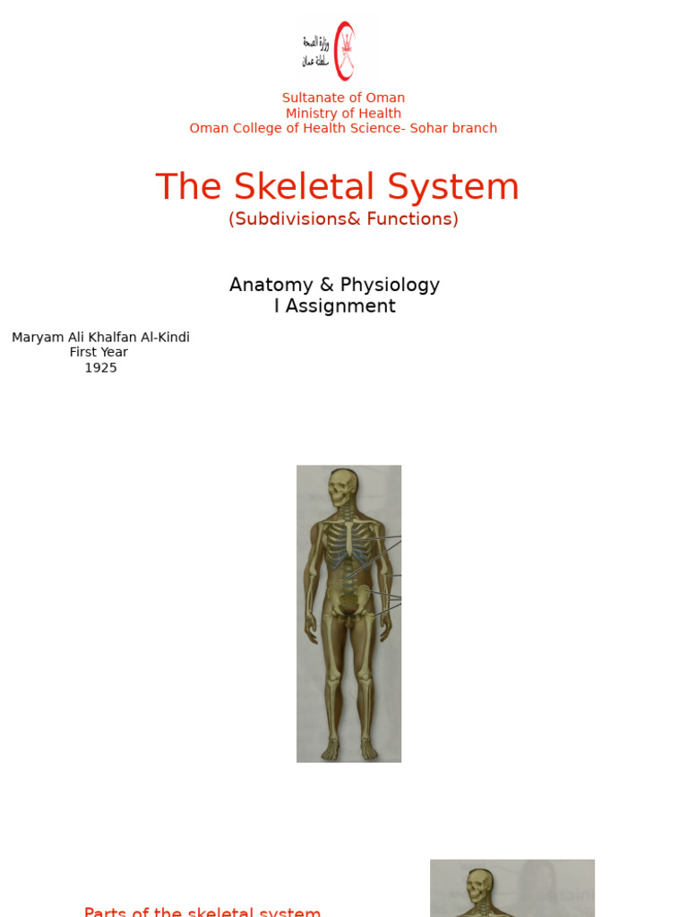 Overview of the Skeletal System | PDF | Skeleton | Bone