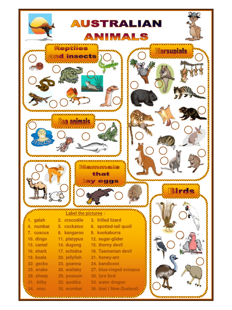 Australian Animals Activity | PDF