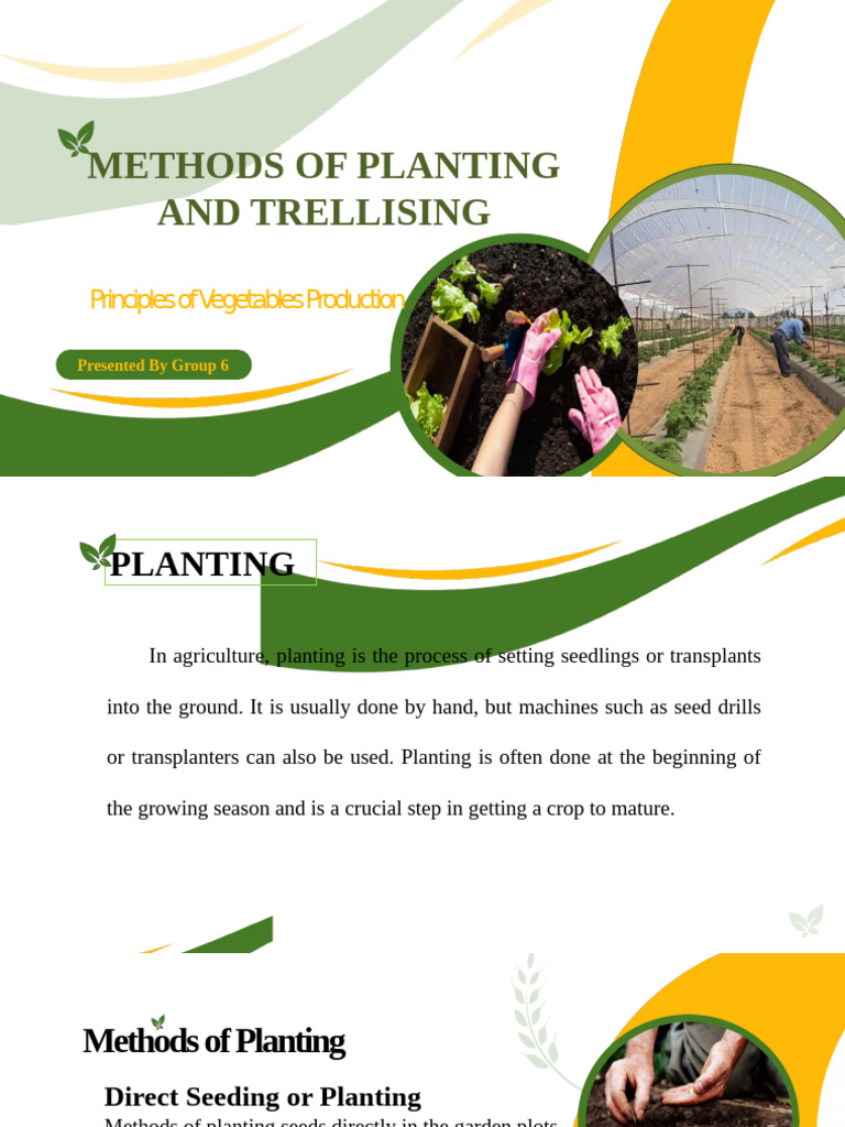 Bsa 4b Group6 Methods of Planting and Trellising | PDF | Sowing | Plants