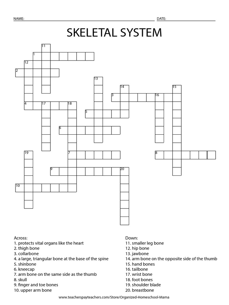 Skeletal System Crossword Puzzle | PDF | Arm | Thumb