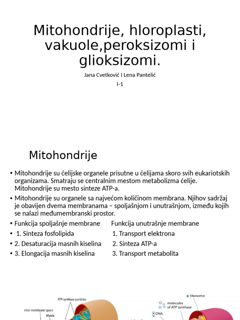 Mitohondrije, Hloroplasti, Vakuole, Peroksizomi I Glioksizomi | PDF