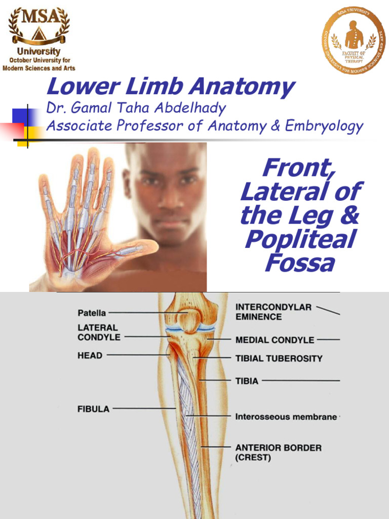 Lower Limb Anatomy: Tibia & Fibula Overview | PDF | Foot | Human Leg