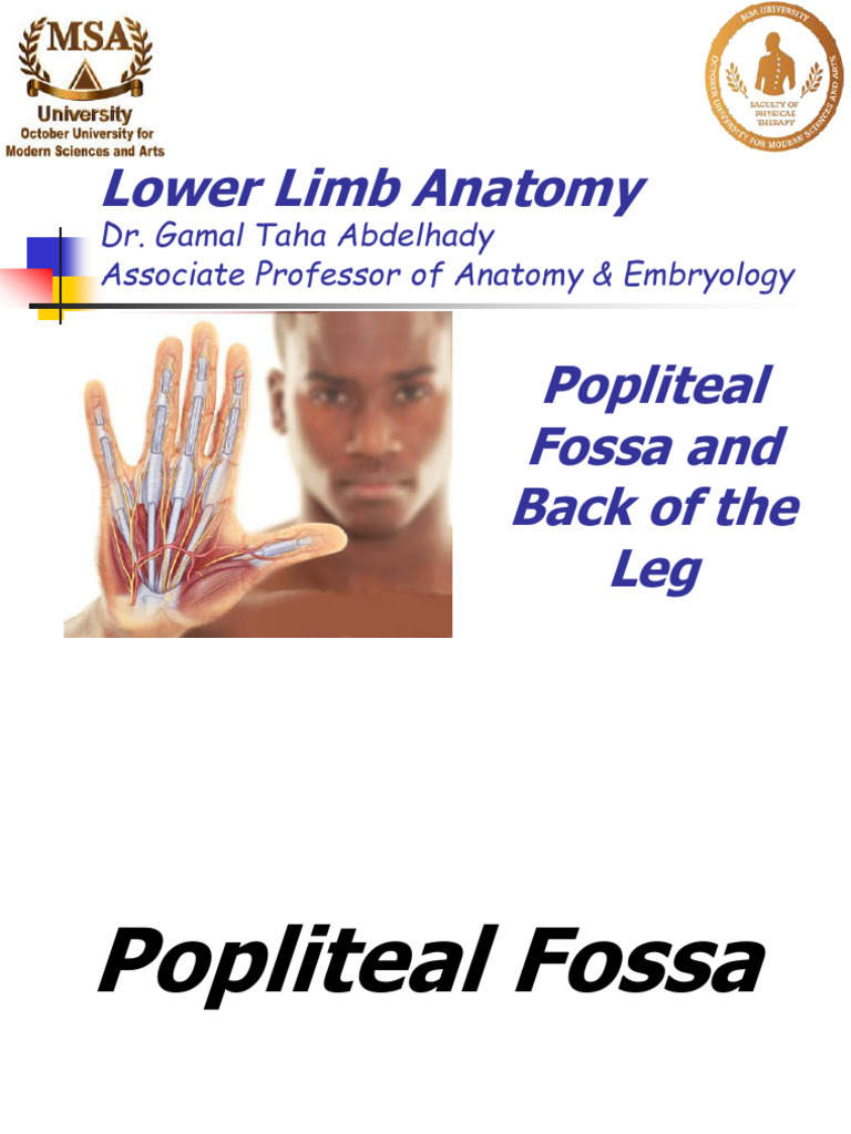 MSA - Lower Limb Anatomy - Back of The Leg and Popliteal Fossa | PDF ...