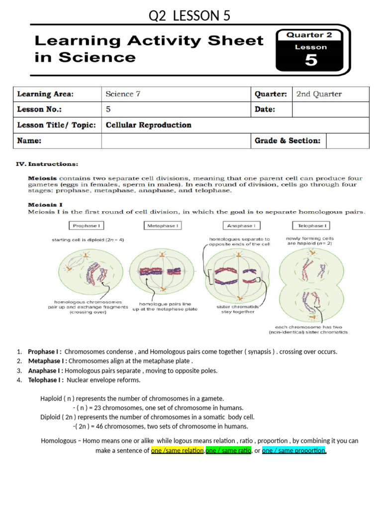 meiosis Q5 LESSON 5 | PDF | Meiosis | Ploidy