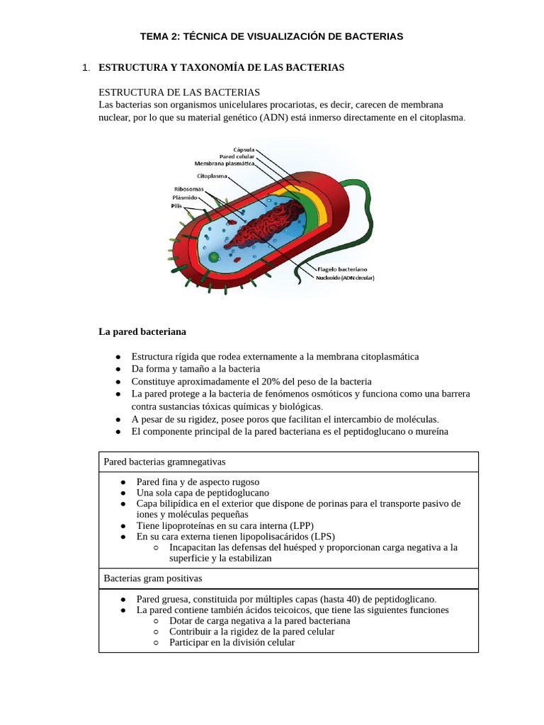 Tema 2 Micro | PDF | Las bacterias | Biología Celular)
