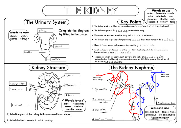 Kidneysheet Aspx | PDF