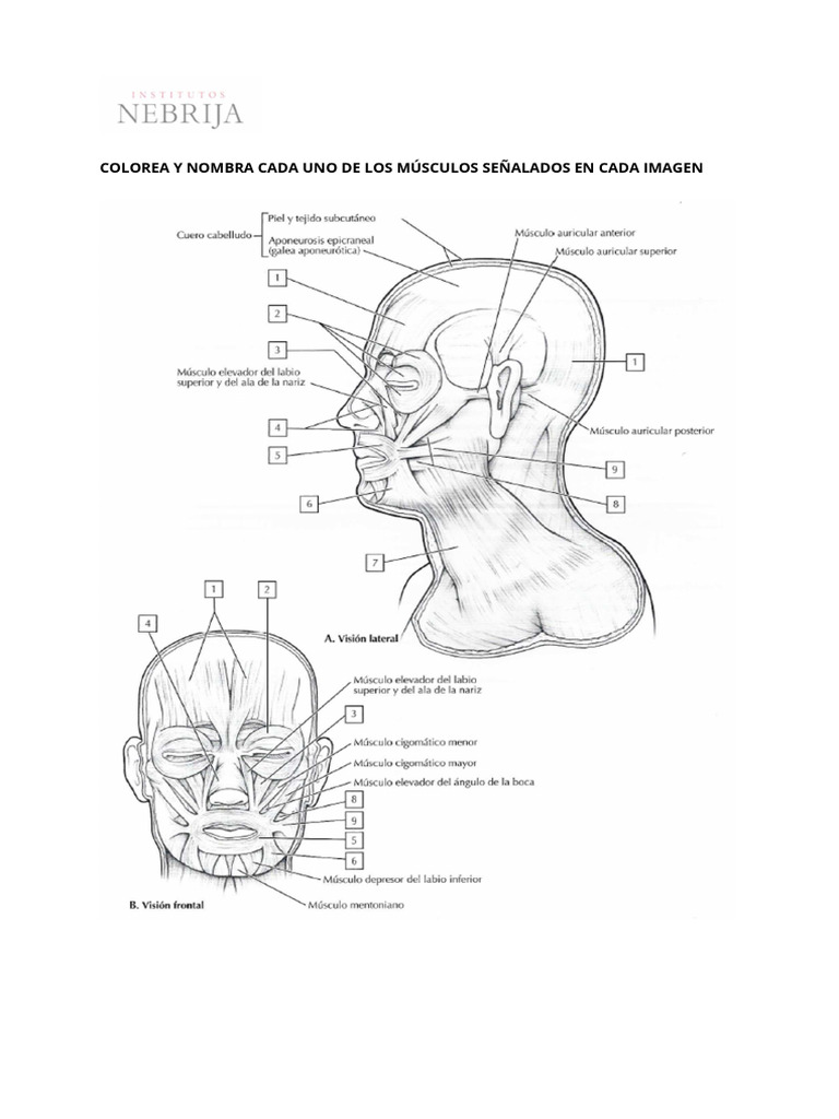 Músculos del cabeza y cuello | PDF